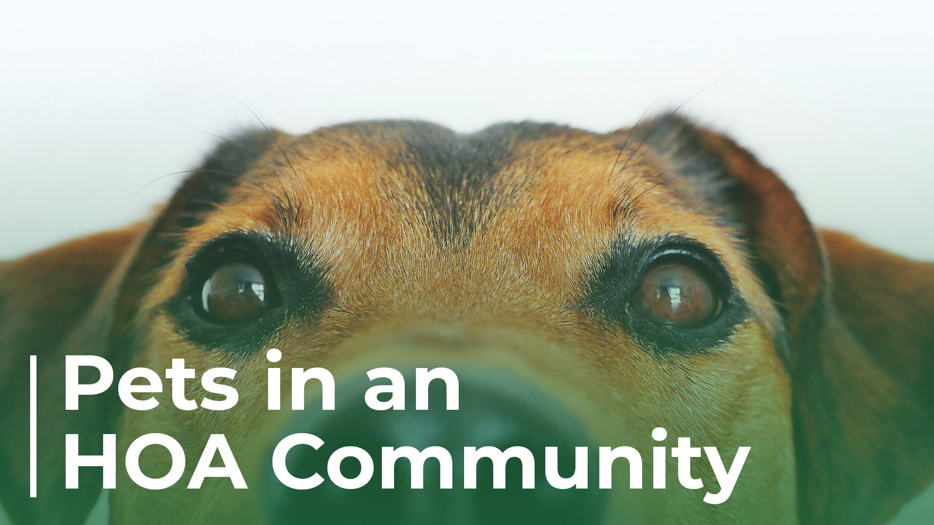 Pets in an HOA Community | Management Plus